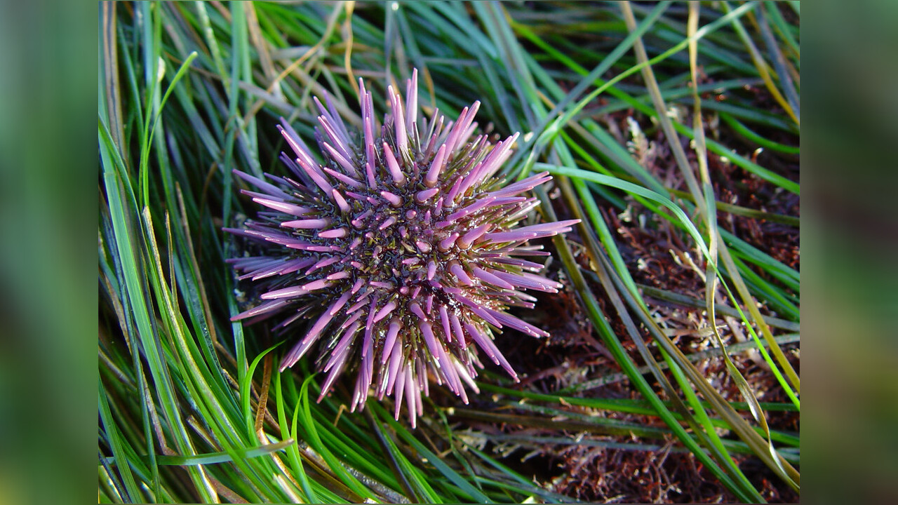 Strongylocentrotus purpuratus Purple Sea Urchin, Purple urchin