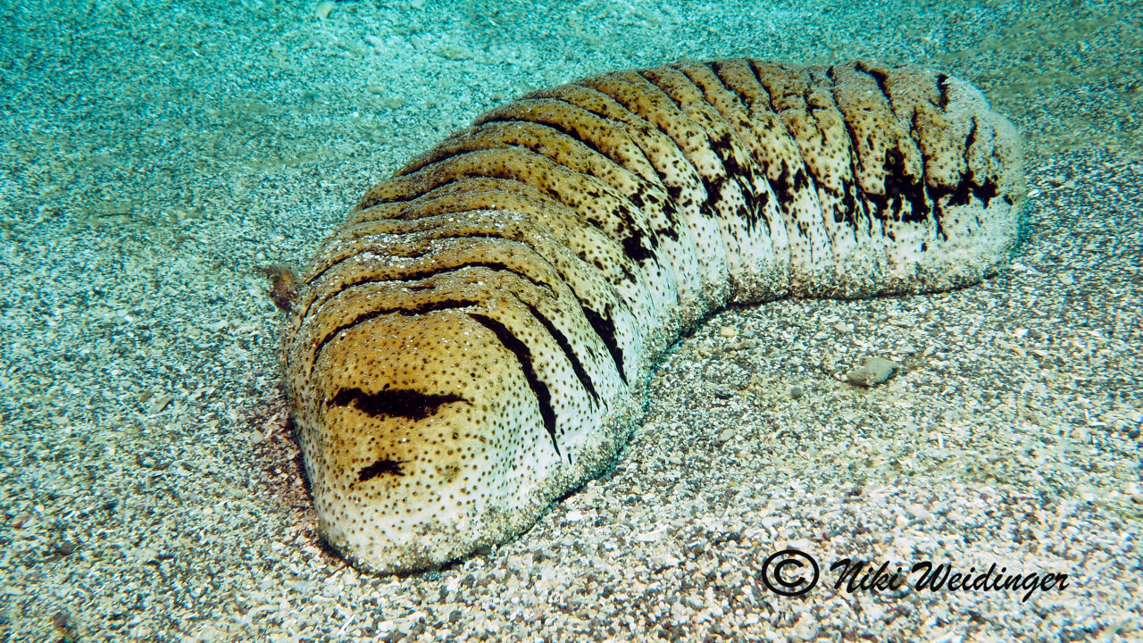 Holothuria (Microthele) fuscopunctata Elephant trunkfish