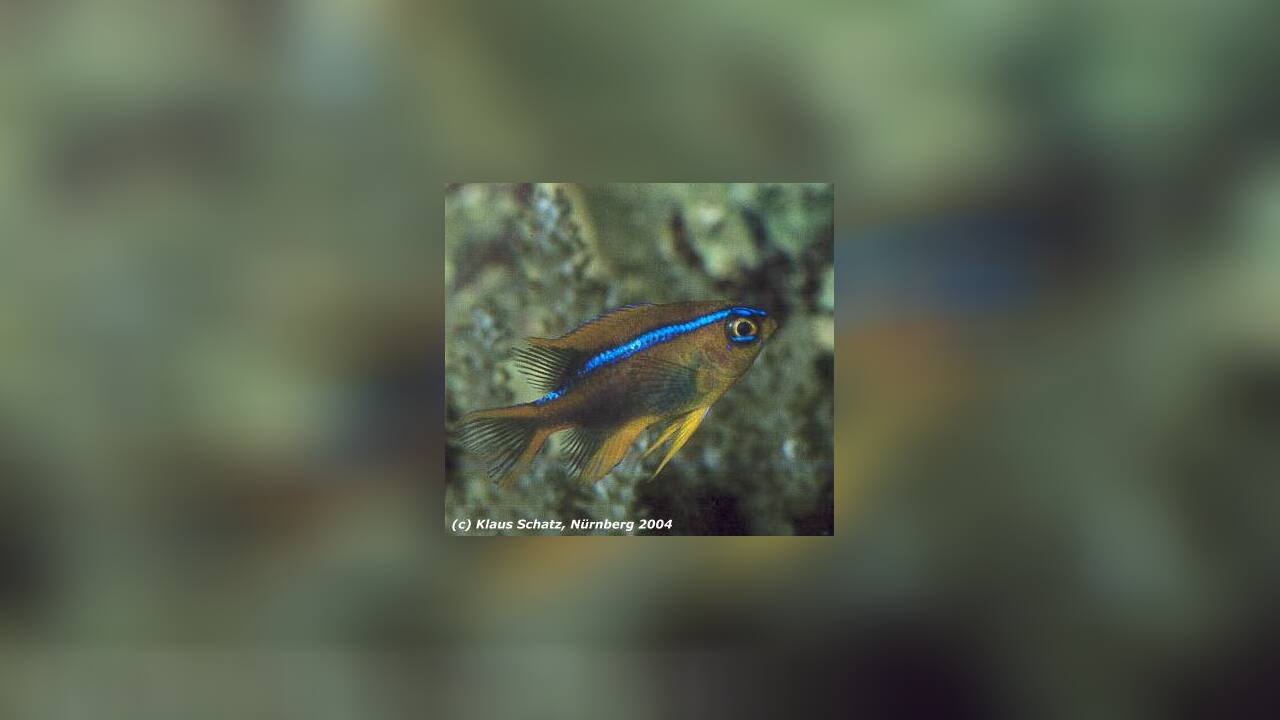 Neoglyphidodon crossi Cross`Damsel