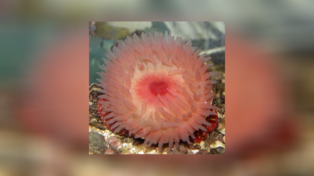 Actinia fragacea Pferdeaktinie oder Purpurrose