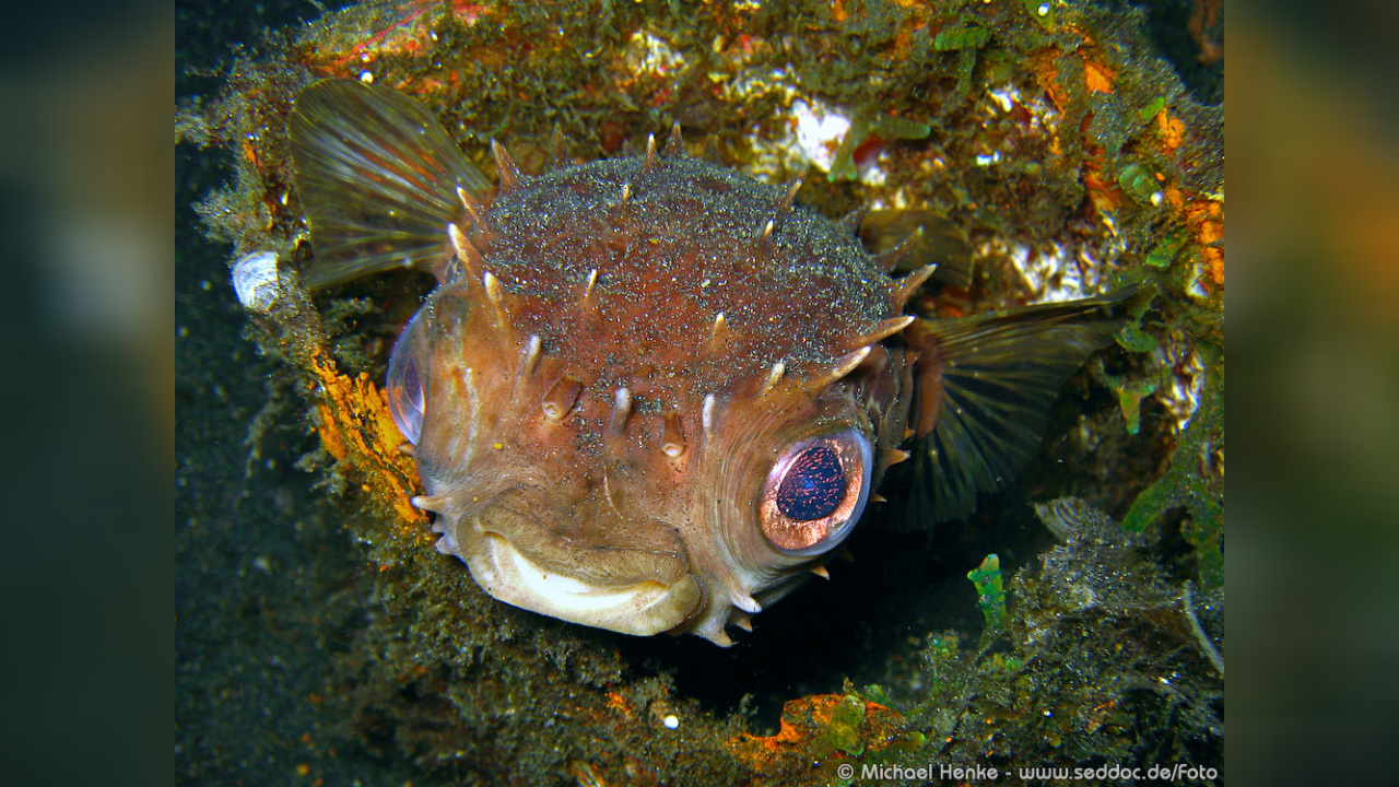 Cyclichthys orbicularis Birdbeak Burrfish, Fixed Spine Porcupinefish ...