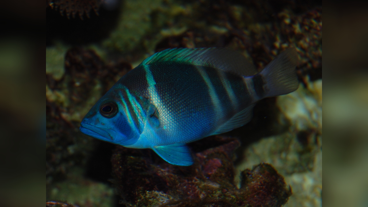 Hypoplectrus indigo Indigo-Hamlettbarsch