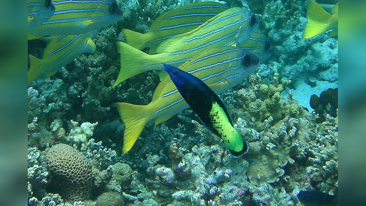 Labroides bicolor Zweifarben Putzerlippfisch