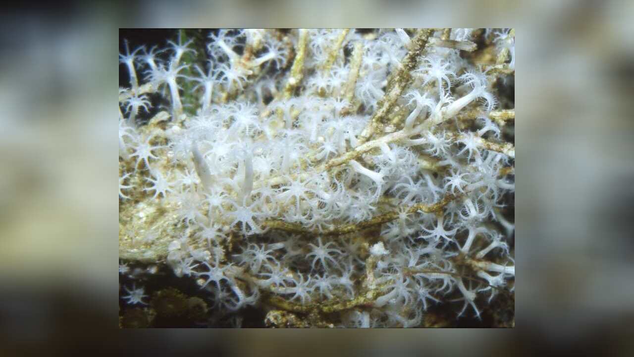 Carijoa riisei white telesto, snowflake coral