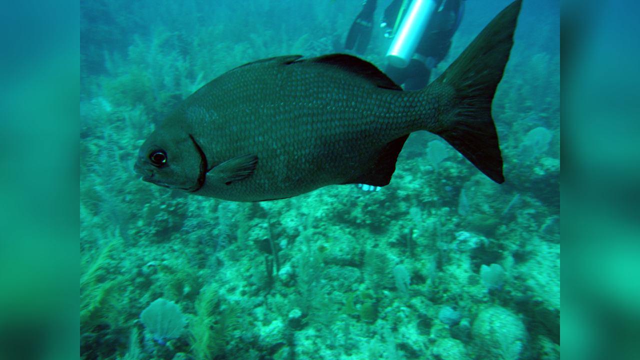 Kyphosus sectatrix Beaked Chub, Bermuda Chub, Bermuda Sea Chub, Grey ...