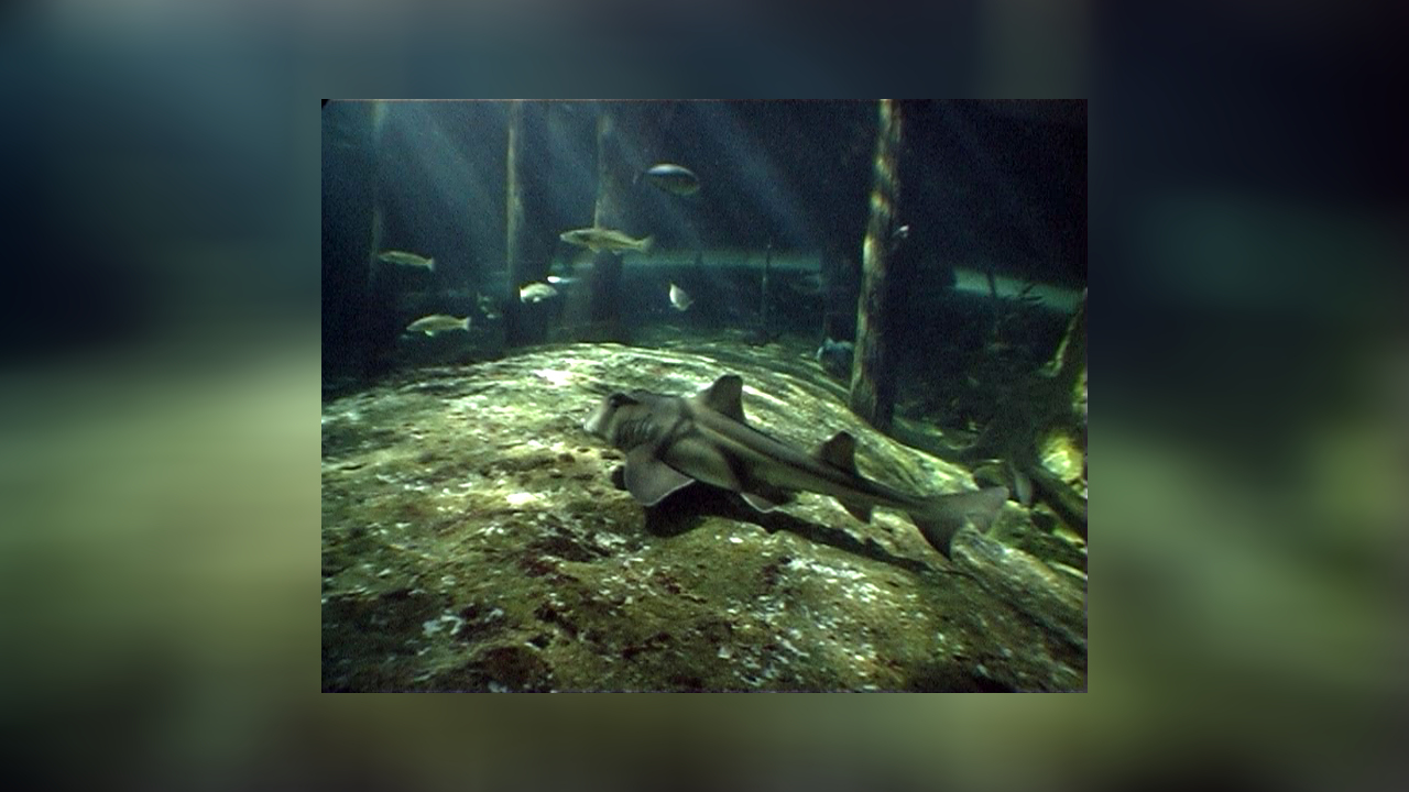 Heterodontus portusjacksoni Port Jackson shark