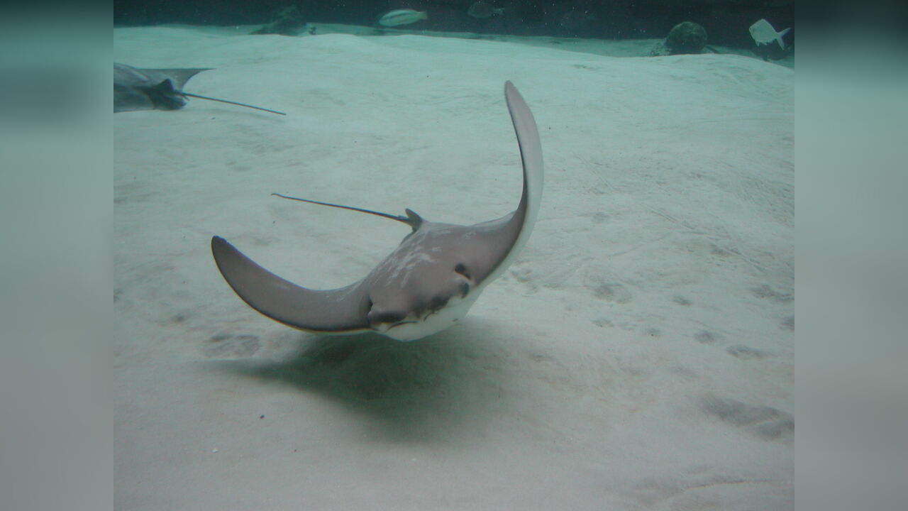 Rhinoptera bonasus Atlantischer Kuhnasenrochen