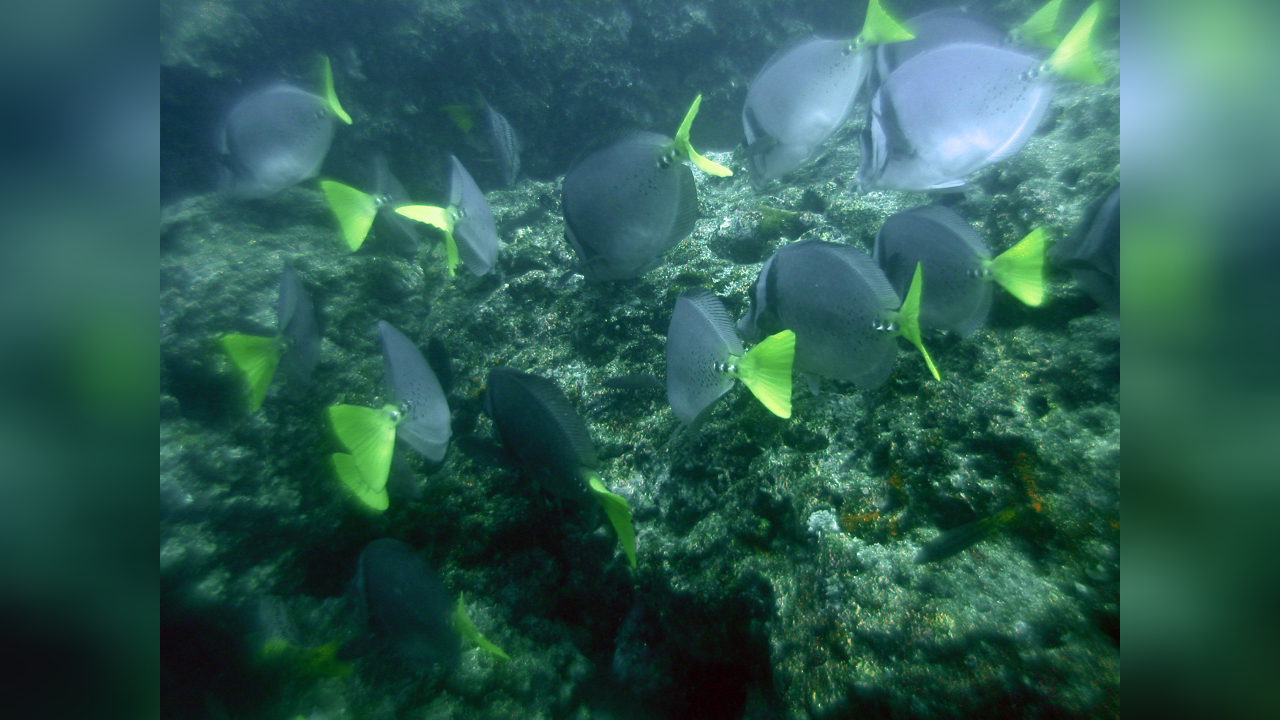 Prionurus laticlavius Razor Surgeonfish