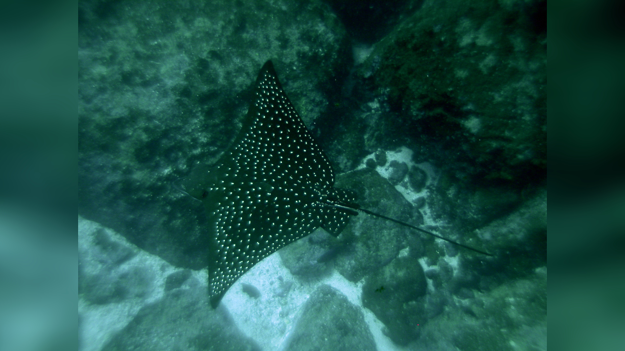 Aetobatus narinari Gefleckter Adlerrochen