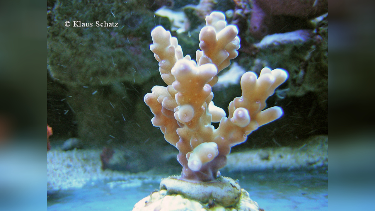 Acropora loripes Acropora loripes
