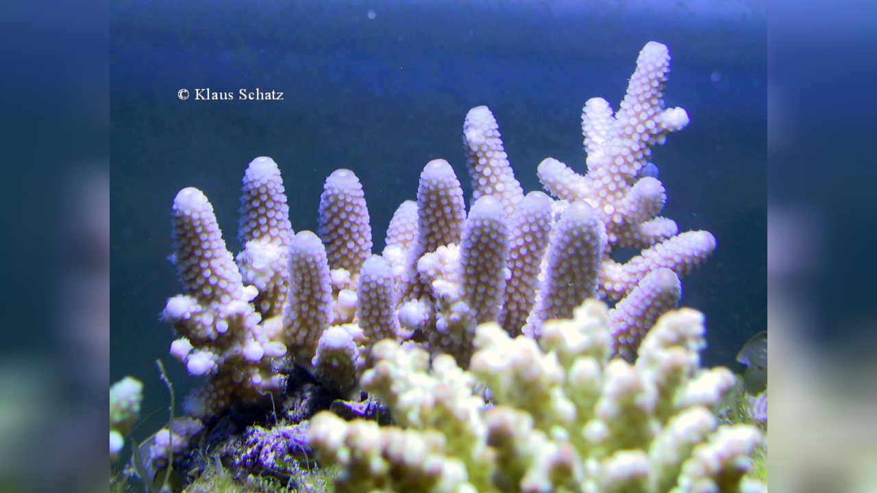 Acropora humilis Acropora humilis