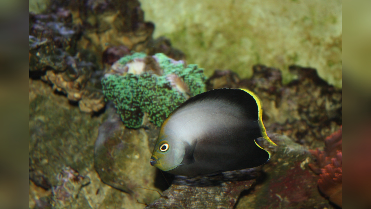 Chaetodontoplus melanosoma Black-velvet Angelfish, Blackvelvet ...