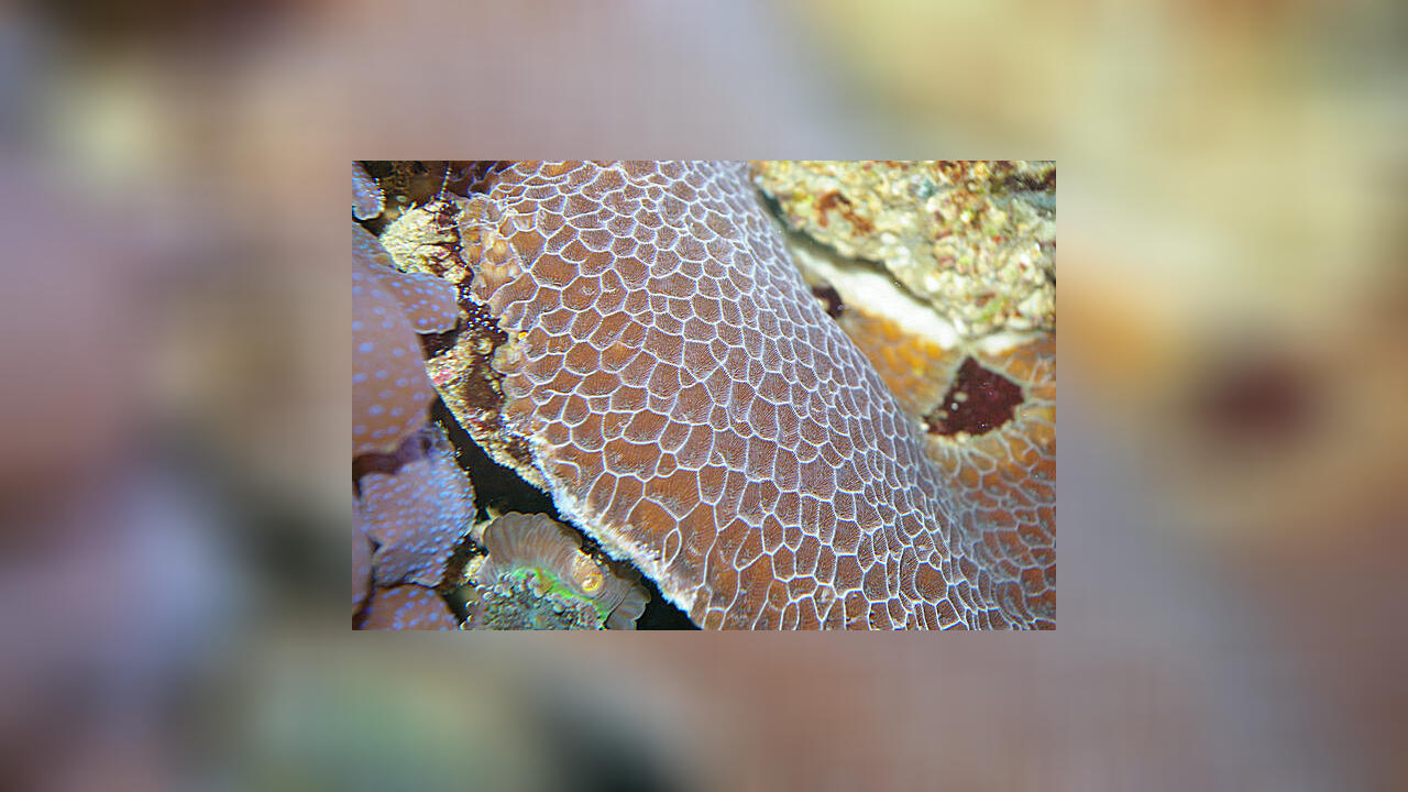 Gardineroseris planulata Stony Coral