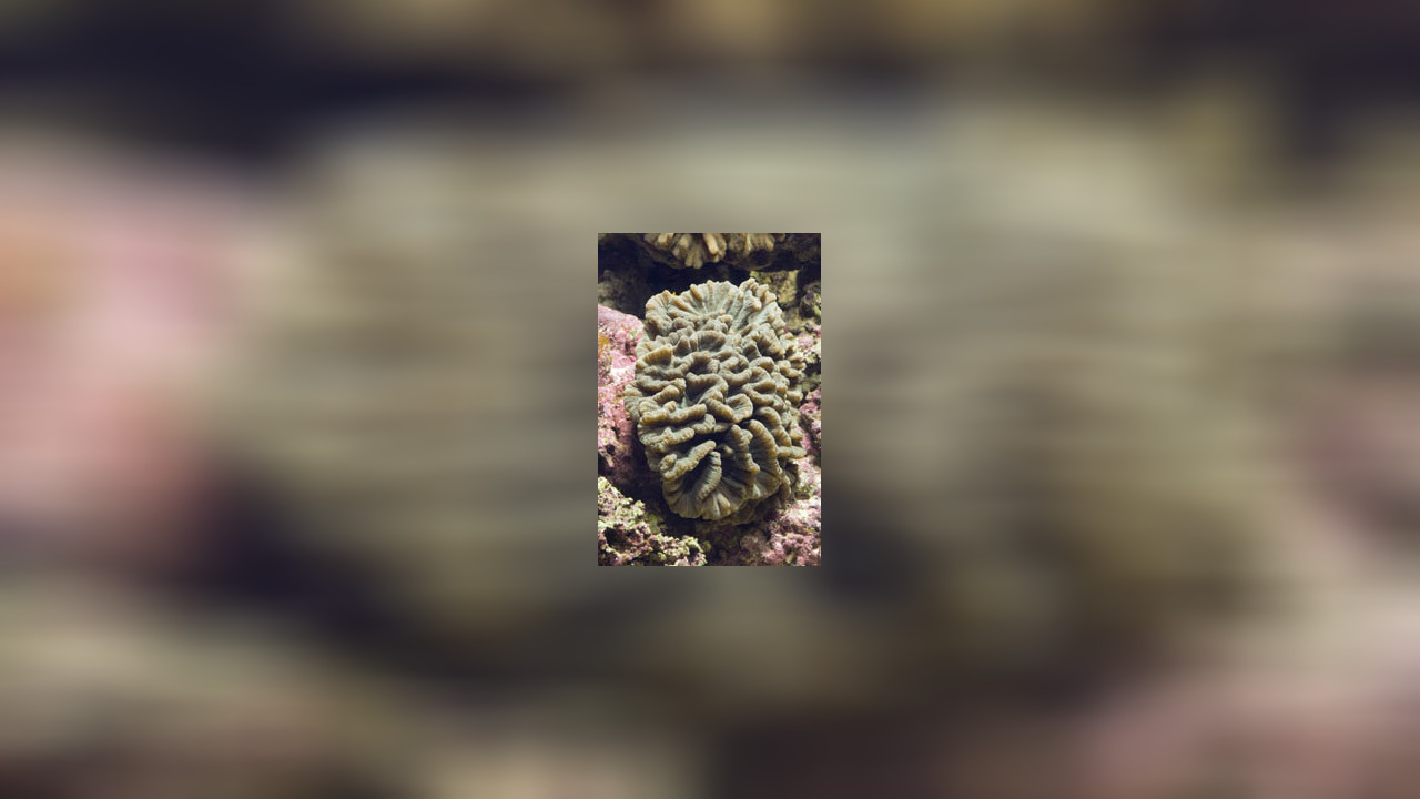 Pectinia paeonia Salatblatt-Koralle