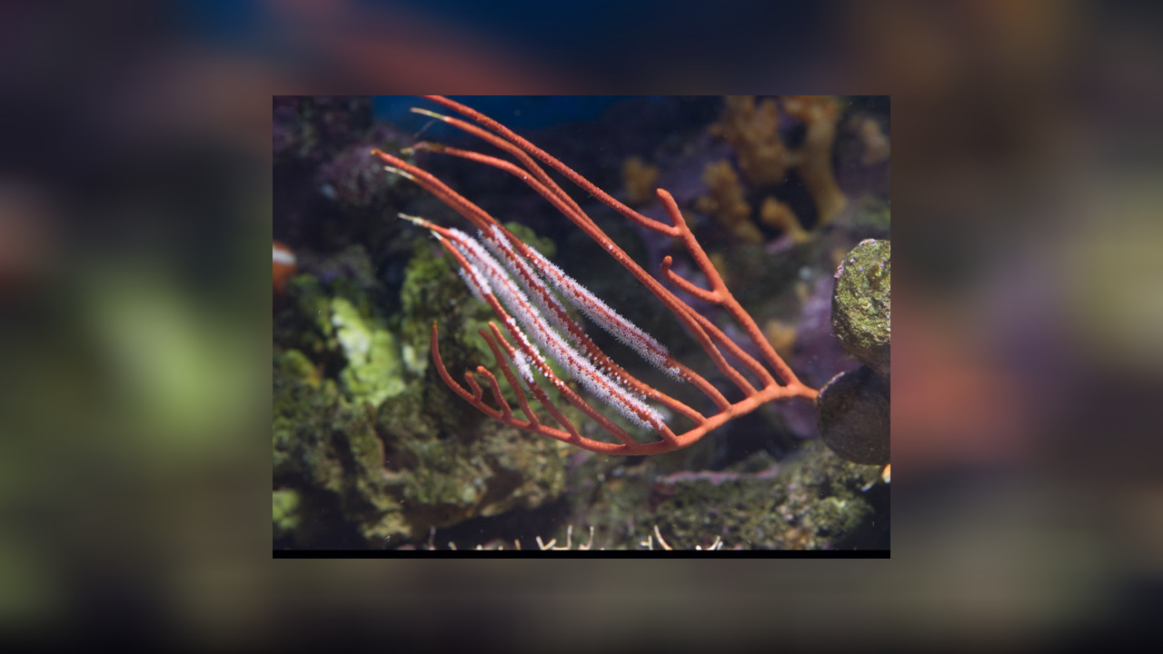 Ctenocella pectinata Kammkoralle