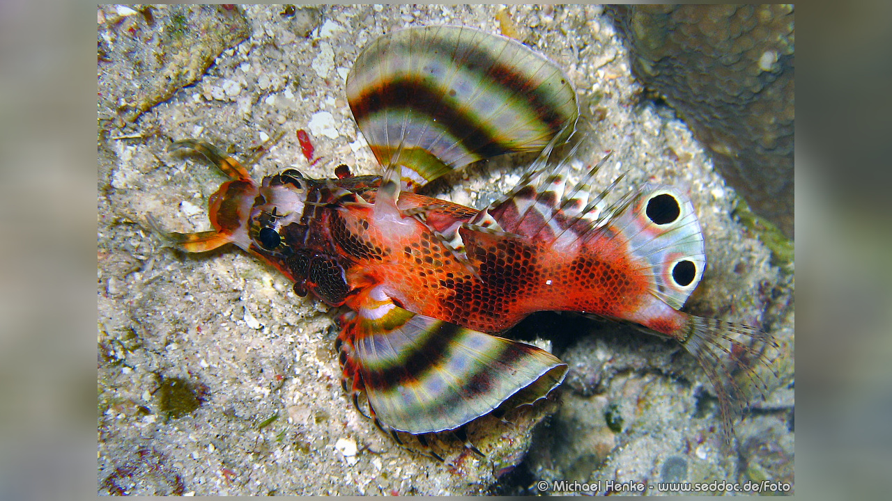 Dendrochirus biocellatus Double-ocellated Scorpionfish, Ocellated ...