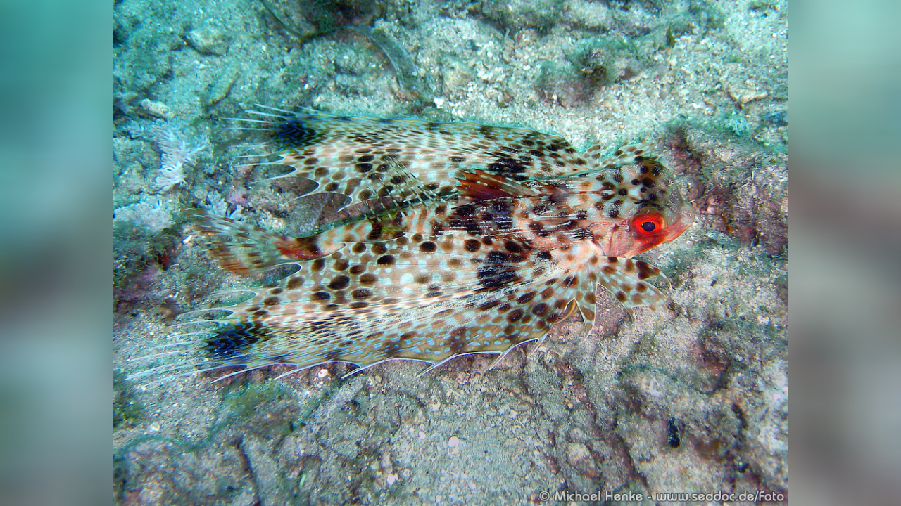 Dactylopterus volitans Rouget volant