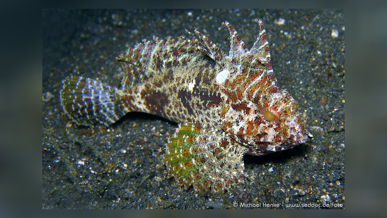 Paracentropogon longispinis Long Spine Wasp Fish, Wispy Waspfish ...