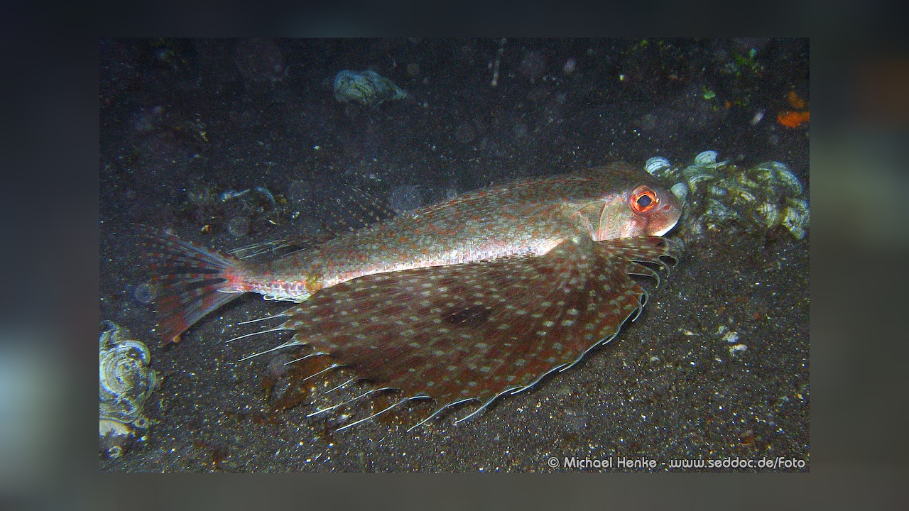 Dactyloptena macracantha Spotwing Flying Gurnard, Mottled Flying ...