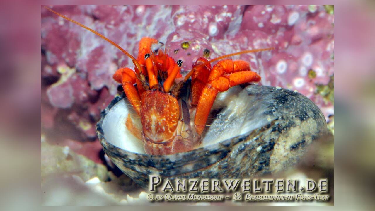 Clibanarius rutilus Hermit Crab