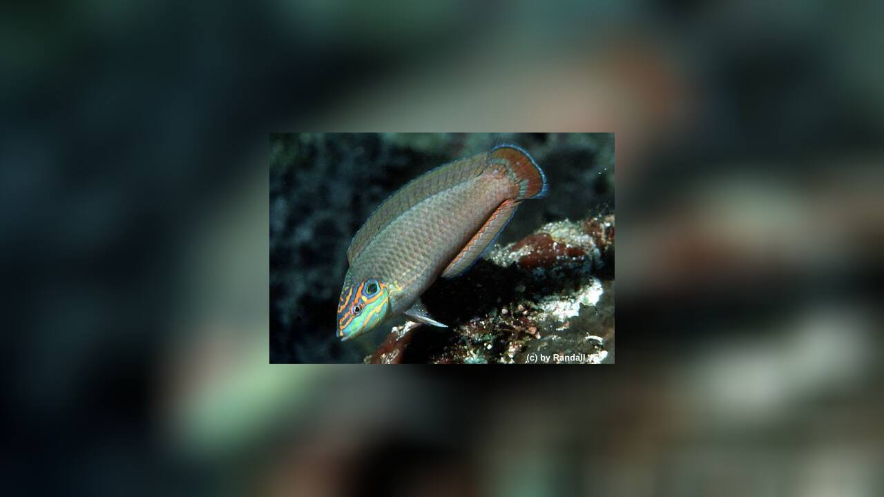 Halichoeres melasmapomus Black-ear Wrasse, Cheekspot Wrasse, Earmuff ...