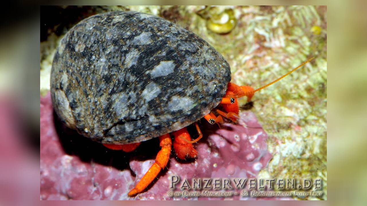 Clibanarius rutilus Hermit Crab