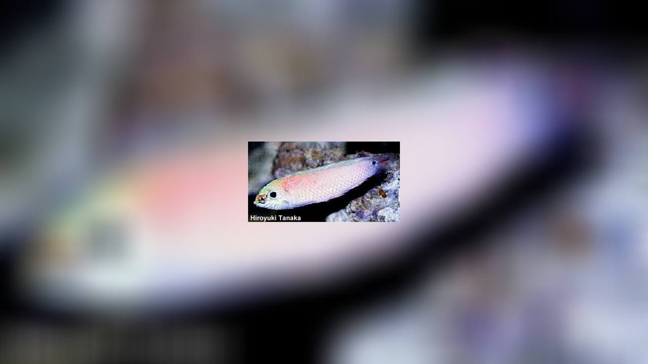 Halichoeres melasmapomus Black-ear Wrasse, Cheekspot Wrasse, Earmuff ...