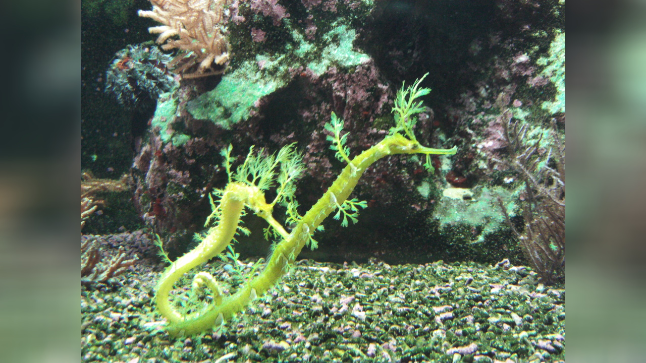 Haliichthys taeniophorus Ribboned pipefish