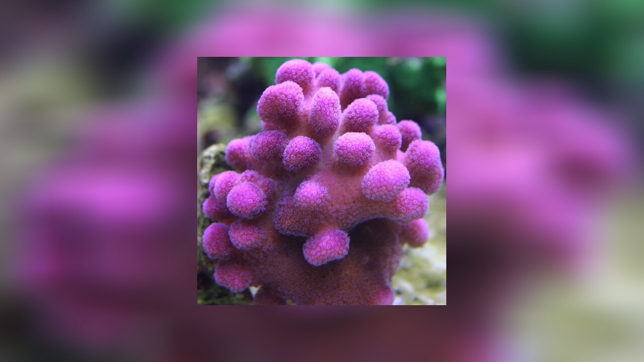 Stylophora pistillata Smooth cauliflower coral