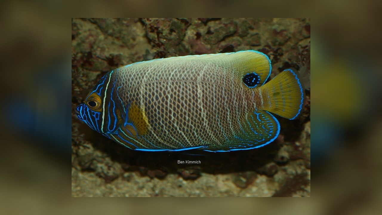 Pomacanthus xanthometopon - Blaukopf - Kaiserfisch