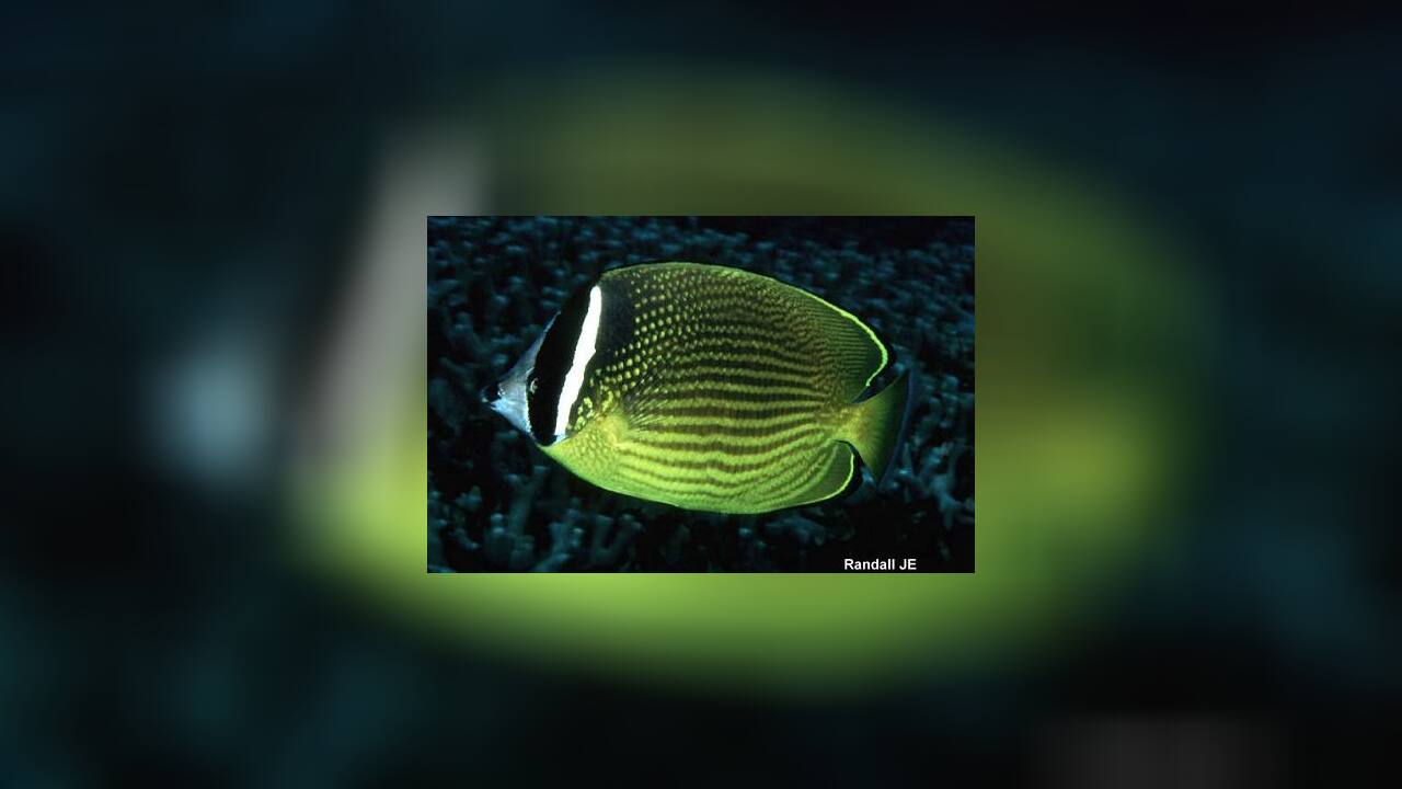 Chaetodon auripes Japanischer Halsband-Falterfisch