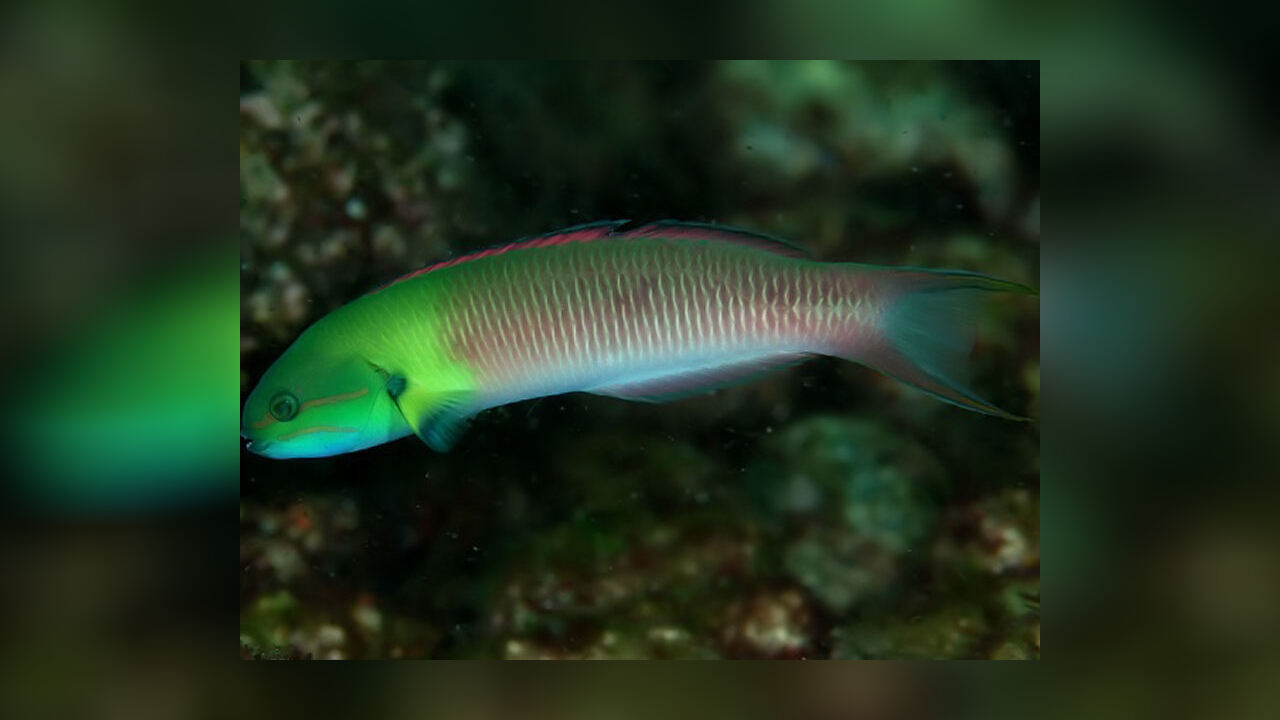 Thalassoma amblycephalum Blue-head Wrasse, Blue-headed Wrasse ...