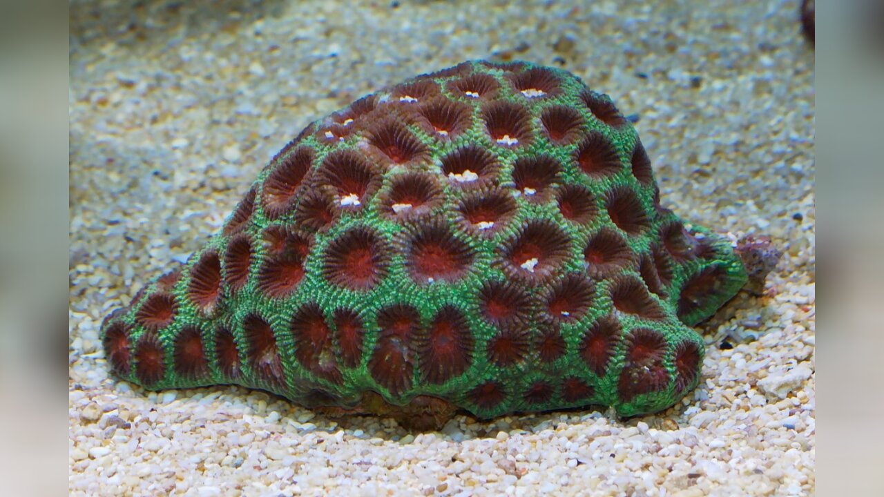 Dipsastraea speciosa knob coral