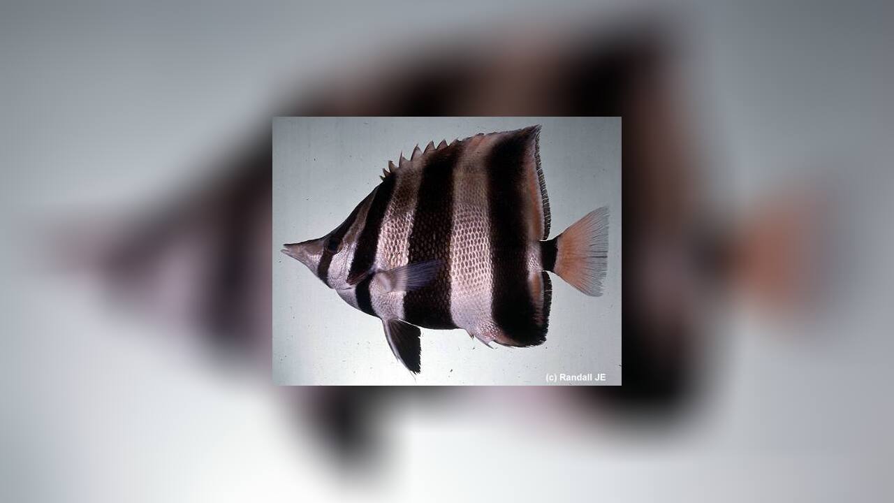 Chelmonops truncatus Coralfish, Eastern Talma, Talma, Truncate ...