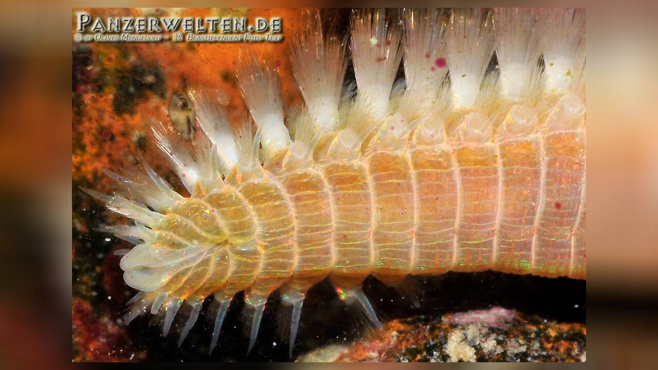 Eurythoe sp. 01 Bobbit worm