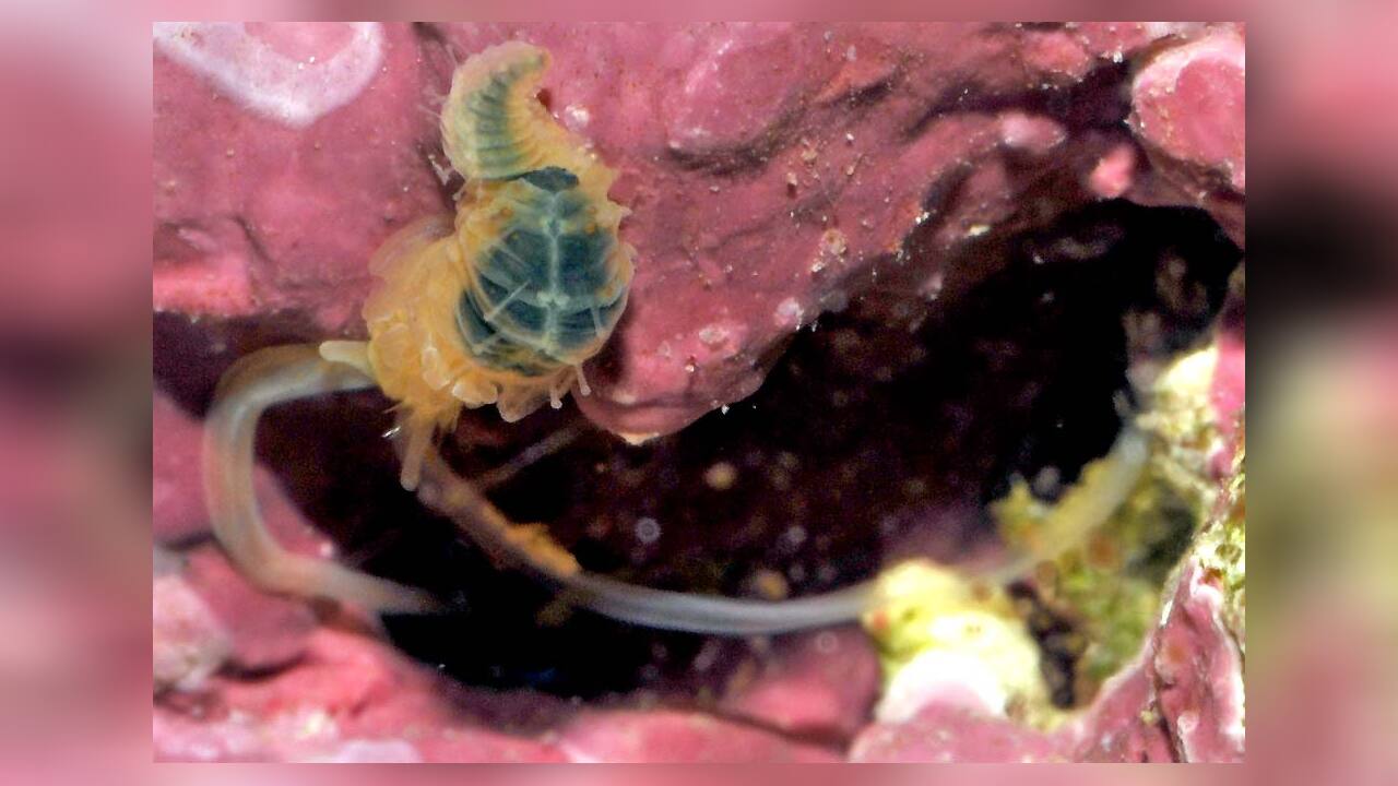 Phyllochaetopterus sp.01 Muschelsammlerin
