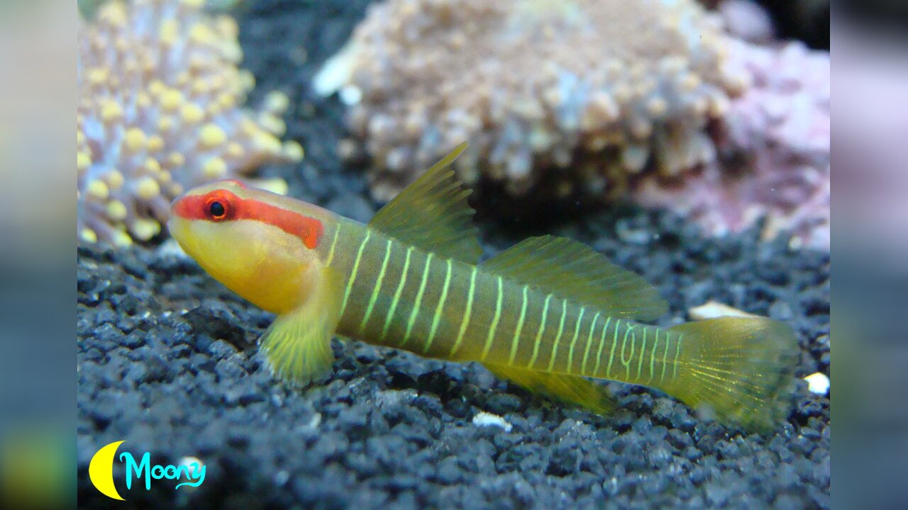 Elacatinus multifasciatus Greenbanded goby, Greenband goby