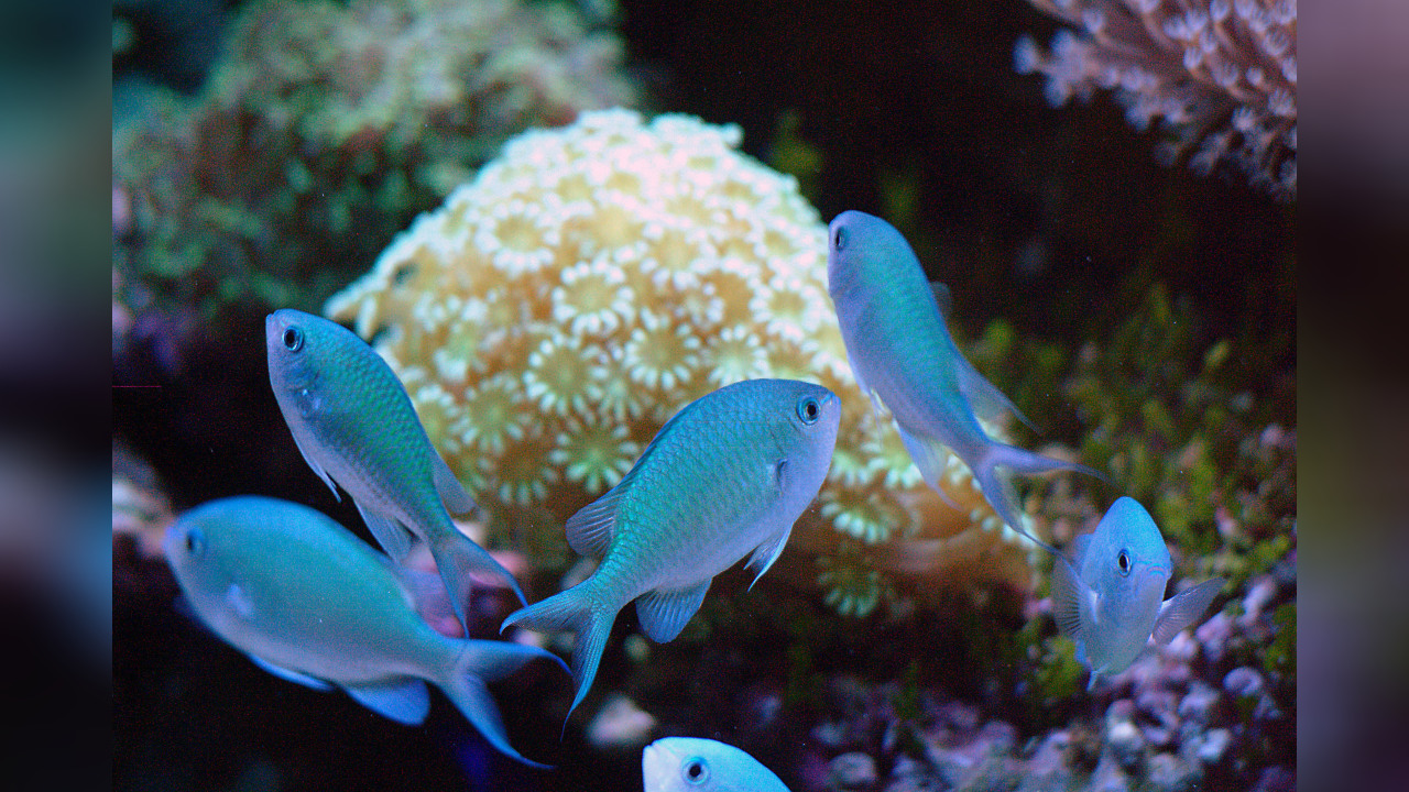 Chromis viridis Blue green damselfish, Blue Puller, Blue-green Chromis ...