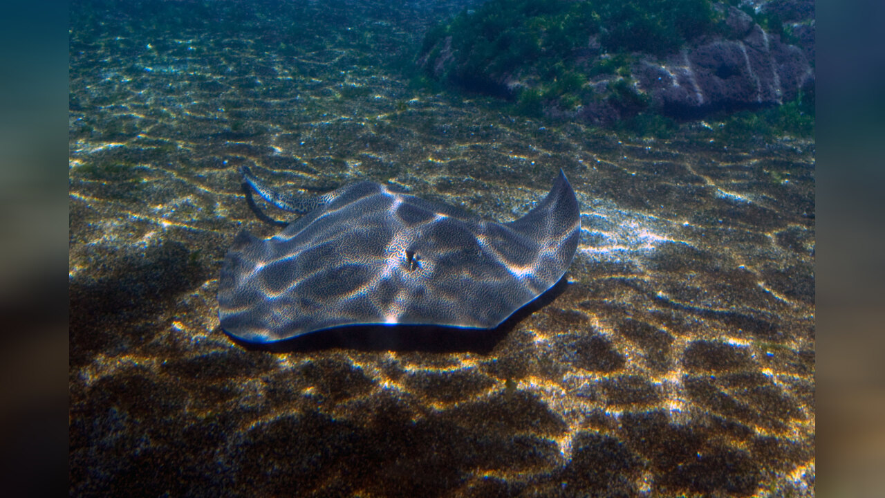 Himantura uarnak Whiptail Stingray