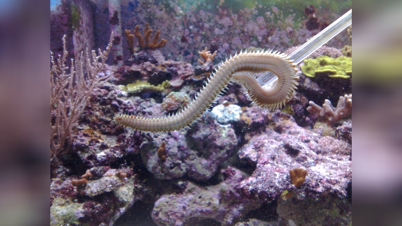 Borstenwurm. Foto von Eurythoe sp. 01