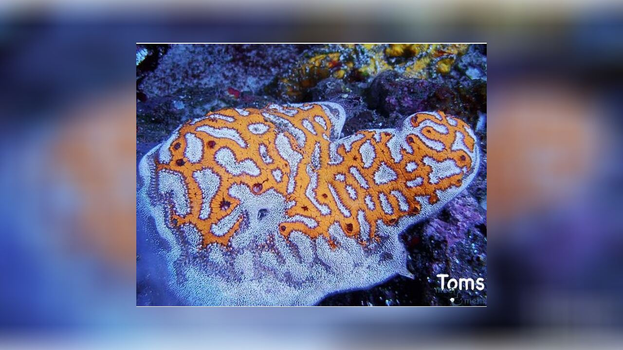 Botrylloides sp. 01 Mäander-Seescheide