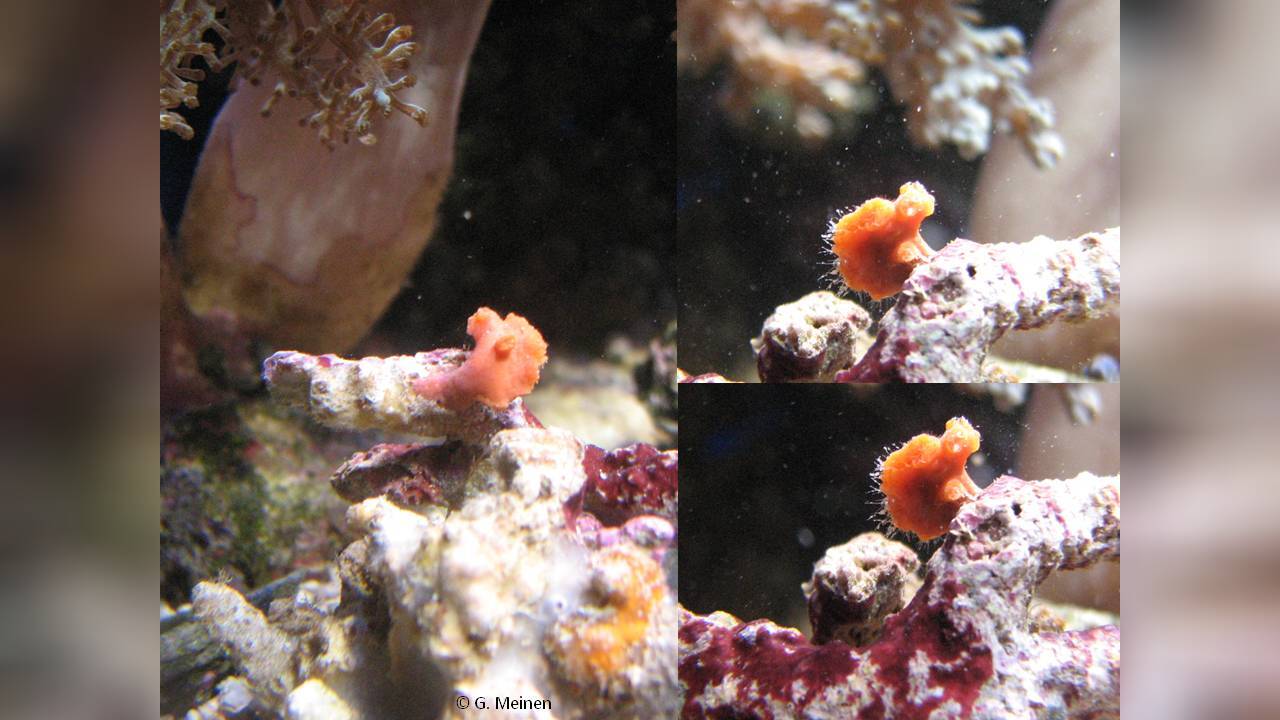 Miniacina miniacea Red foraminiferan