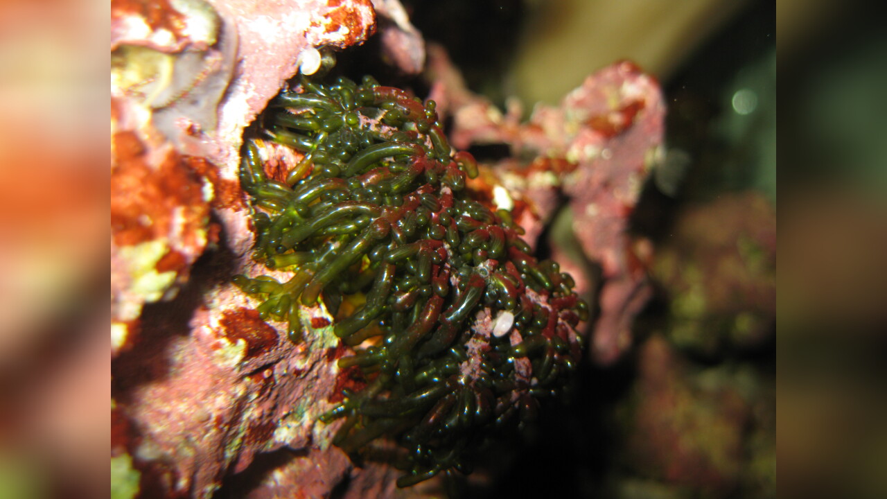 Valonia aegagropila Large Bubble Algae
