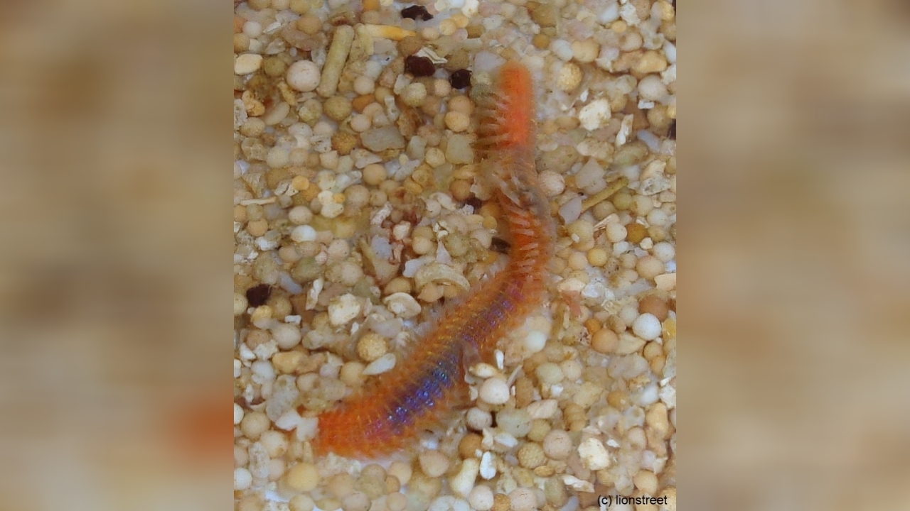 Borstenwurm (?). Foto von Eurythoe sp. 02