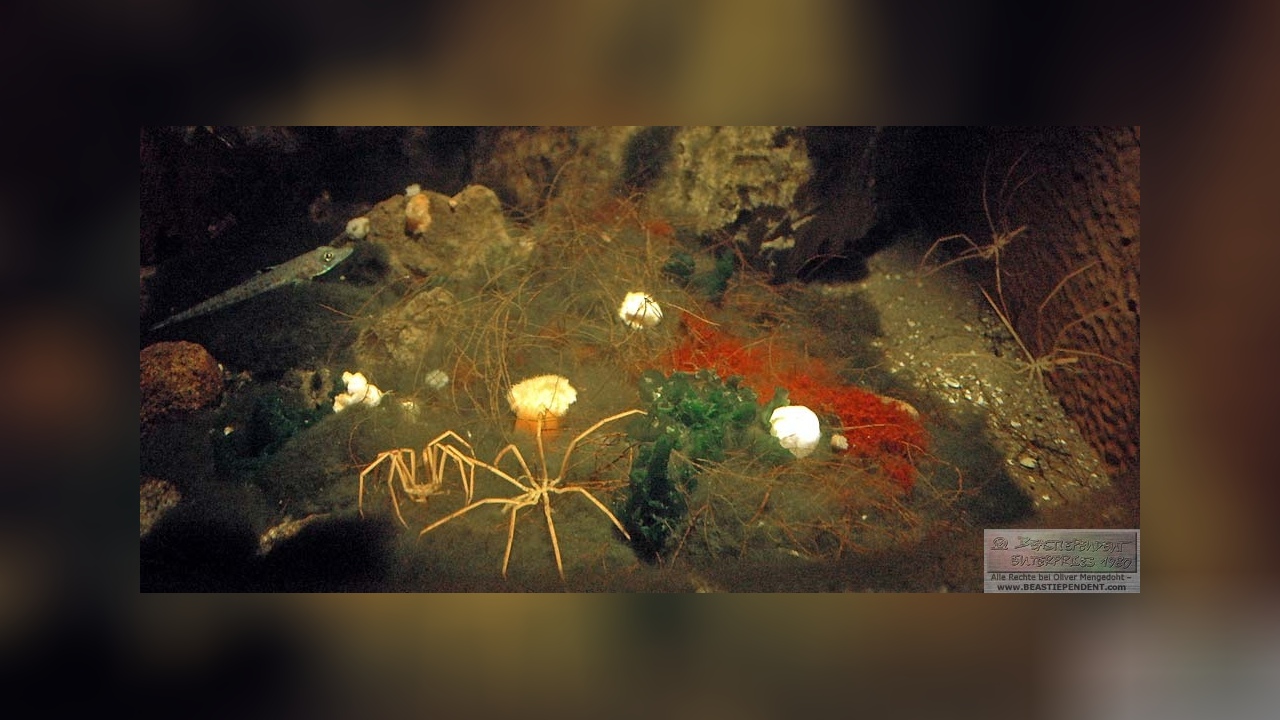 Pantopoda sp.01 Asselspinnen