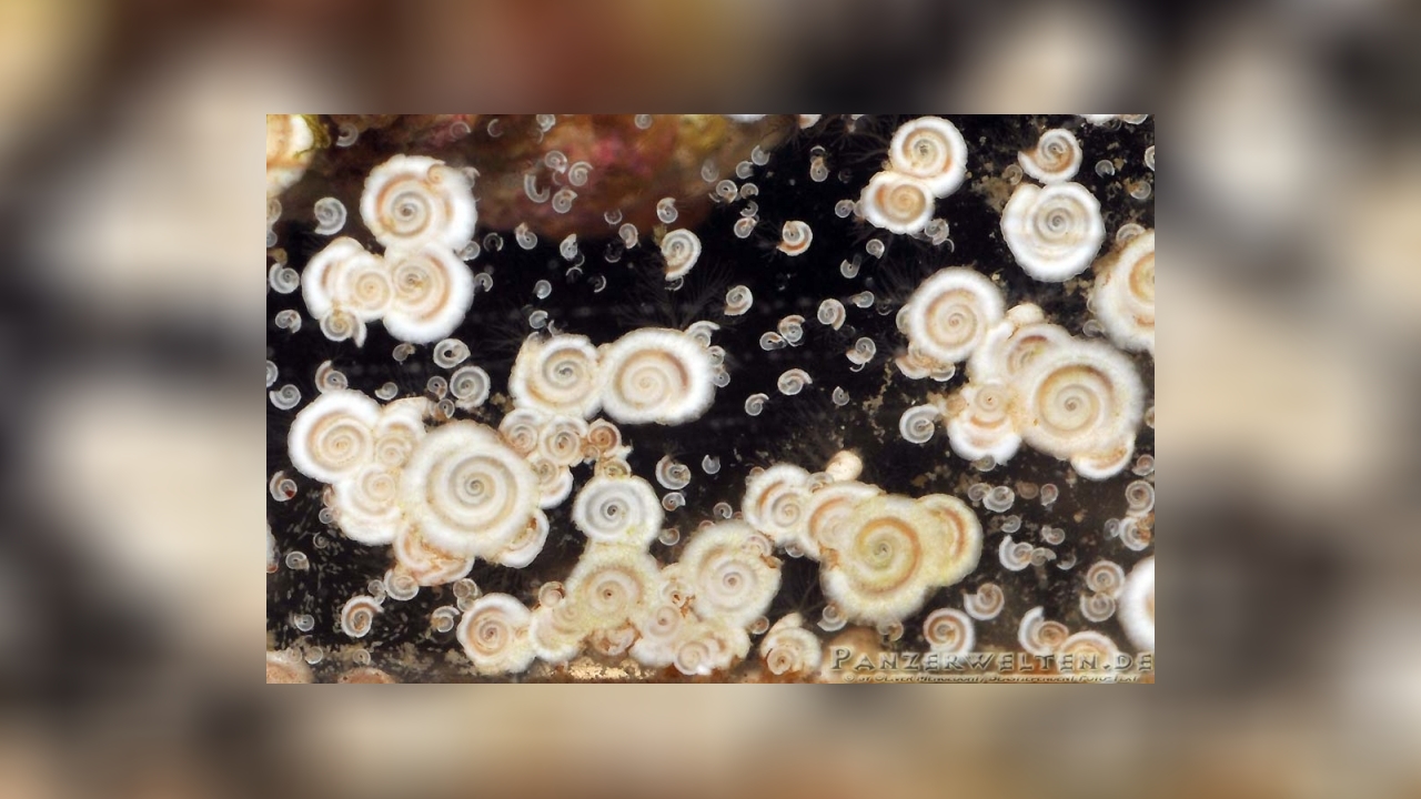 Spirorbis (Spirorbis) spirorbis Gewöhnlicher Posthörnchenwurm