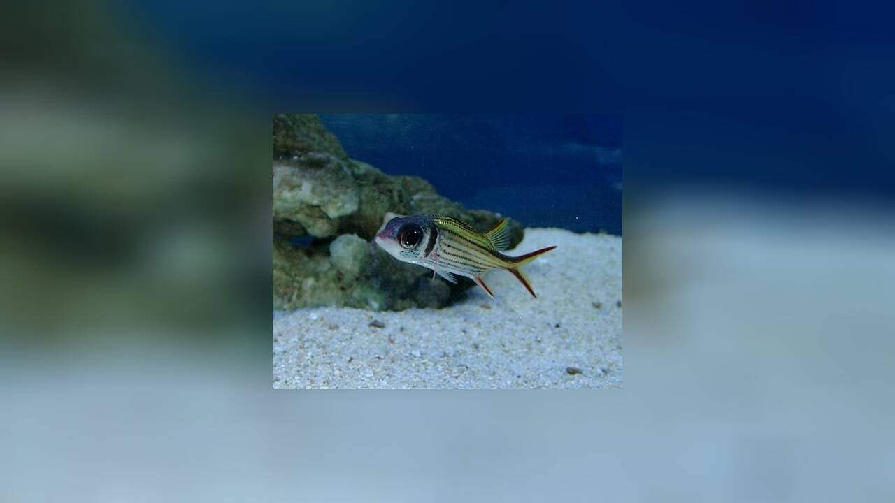 Neoniphon opercularis Schwarzflossen-Husarenfisch