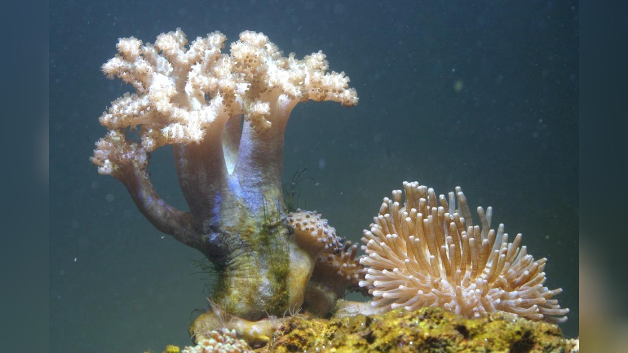 Sinularia sp. 12 Soft Coral