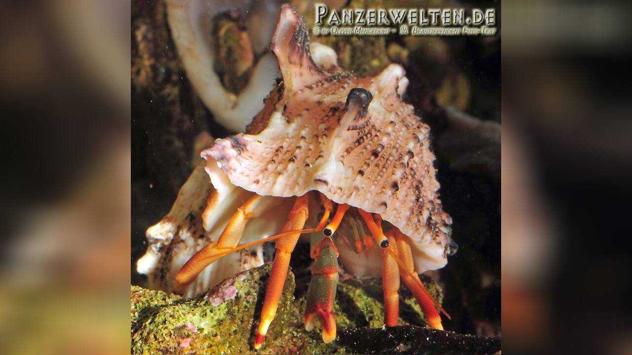 Calcinus tibicen Orangeclaw Hermit Crab