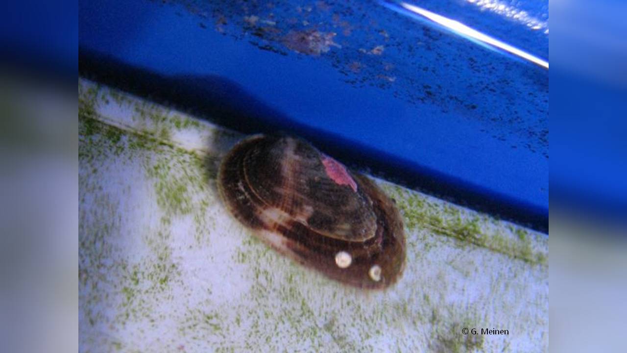 Barbatia amygdalumtostum Muschel